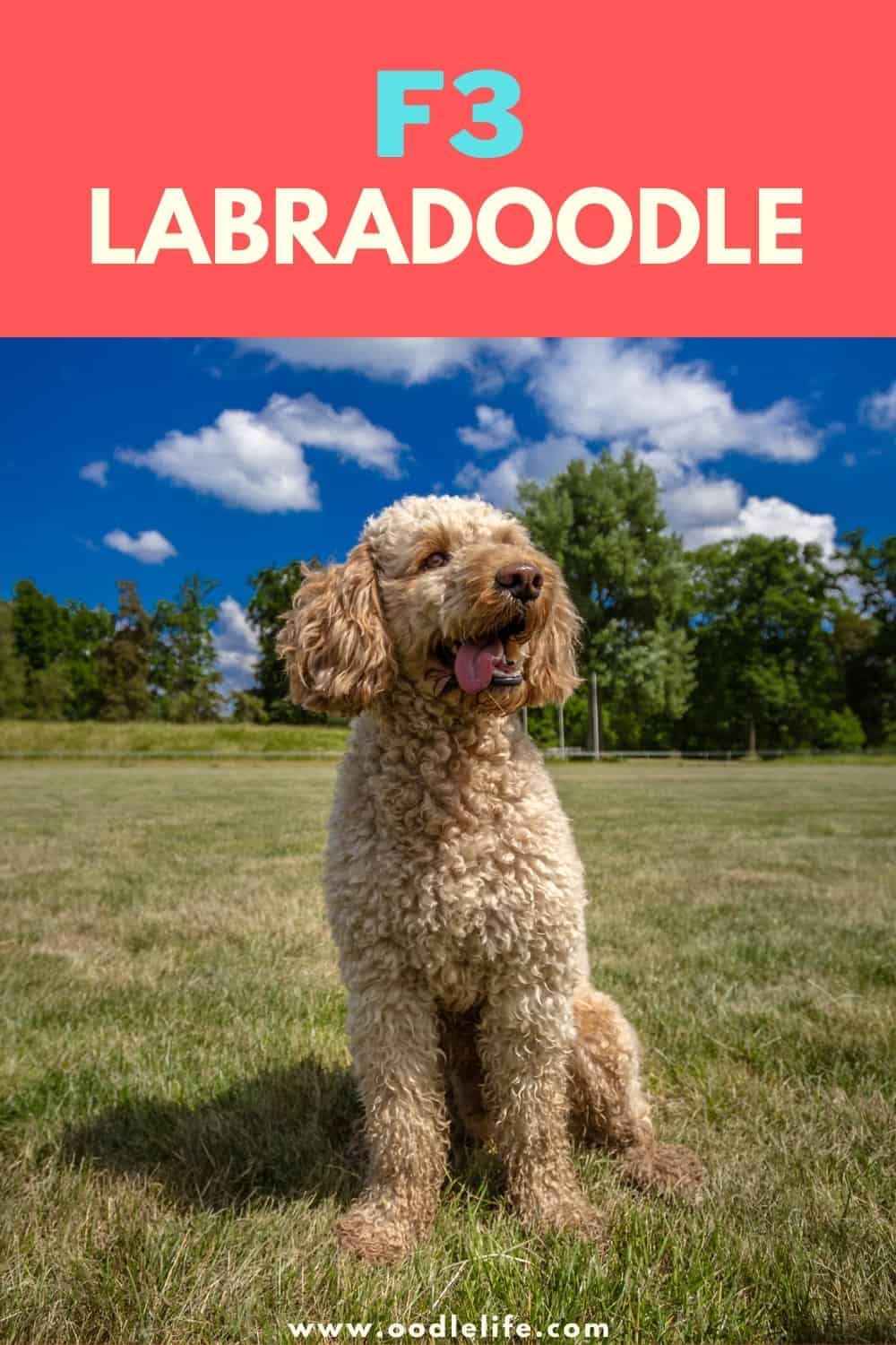 F3 Labradoodle [Complete Guide] + Photos - Oodle Life