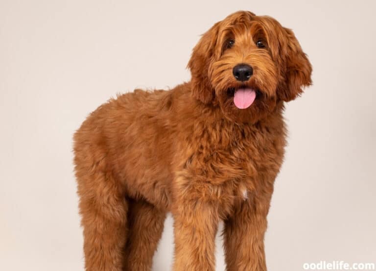 Are Labradoodles Smart? (Yes! High IQ Explained) - Oodle Life