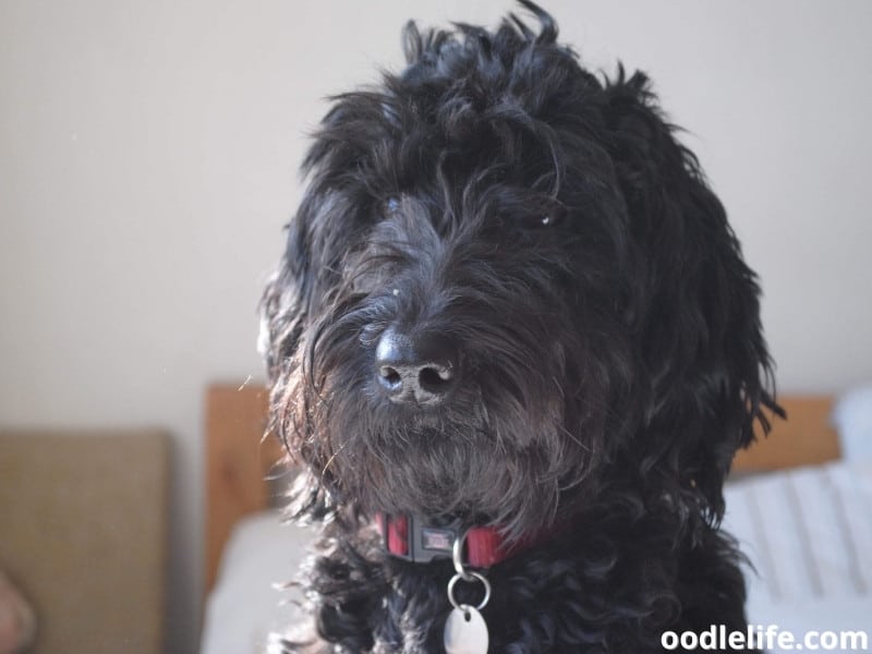Black And White Labradoodle Guide (With Photos) - Oodle Life