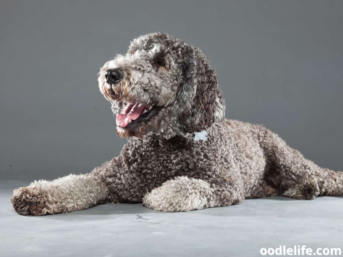 How Long Do Labradoodles Live? Lifespan Guide - Oodle Life