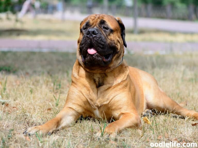 The Top 9 Scariest Dog Breeds (Scary!) With Photos - Oodle Life