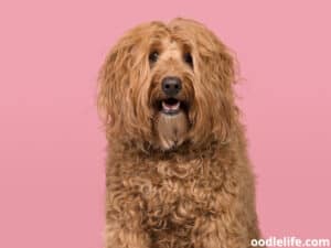 101 Best FAT Dog Names! (Actually GOOD) - Oodle Life