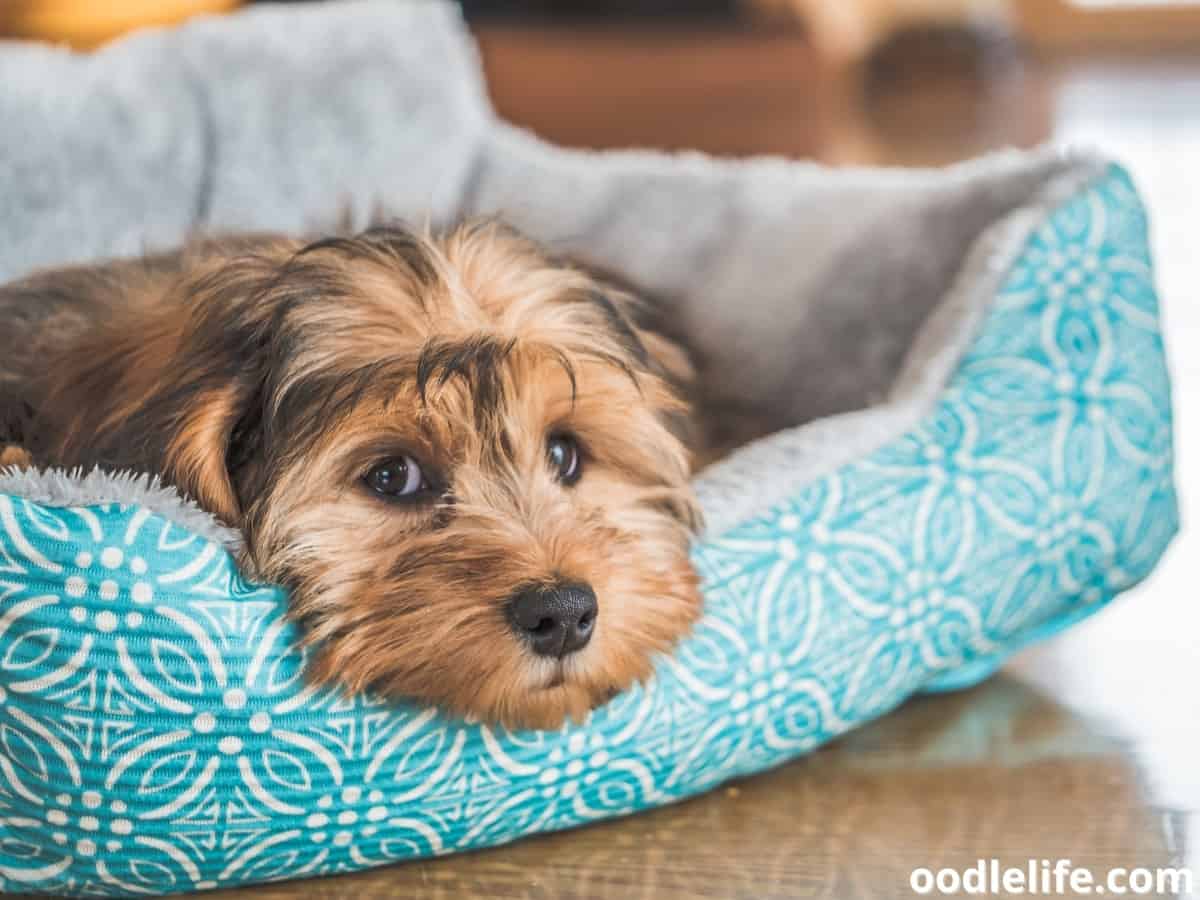 Are Shih Poos Hypoallergenic?