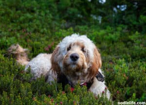 How To Deal With Goldendoodle Matting? - Oodle Life
