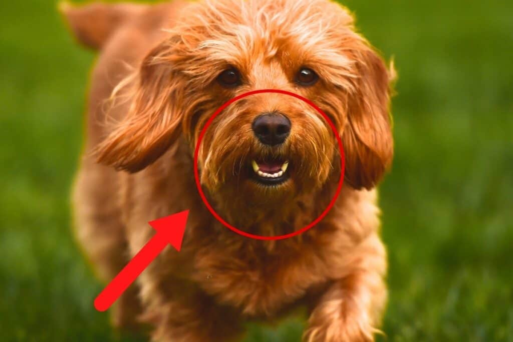 My Labradoodle Looks Like A Lab (Help! Advice) - Oodle Life