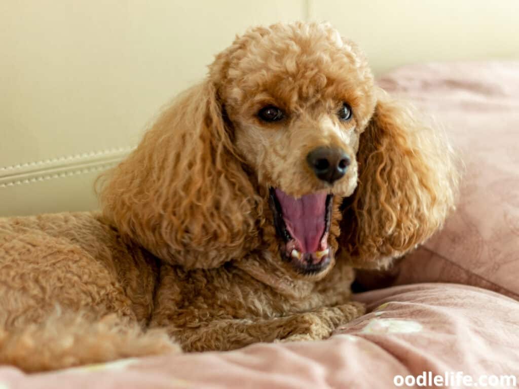 Why Does My Dog Dig On My Bed? - Oodle Life