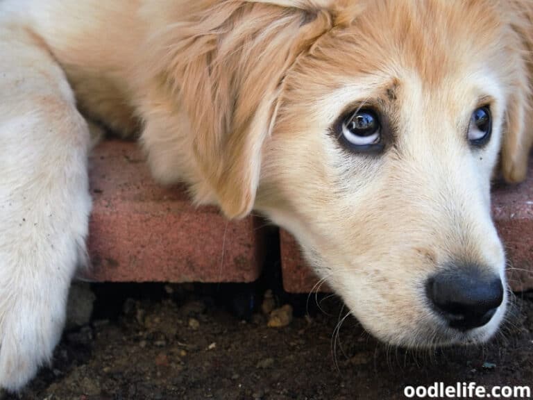 Dog's Eyes Rolling Back! (What It Means) Third Eyelid - Oodle Life