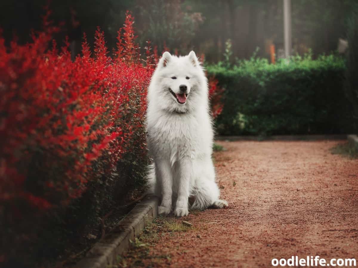 How Much Do Samoyed Shed? (5 Strategies To Reduce) - Oodle Life