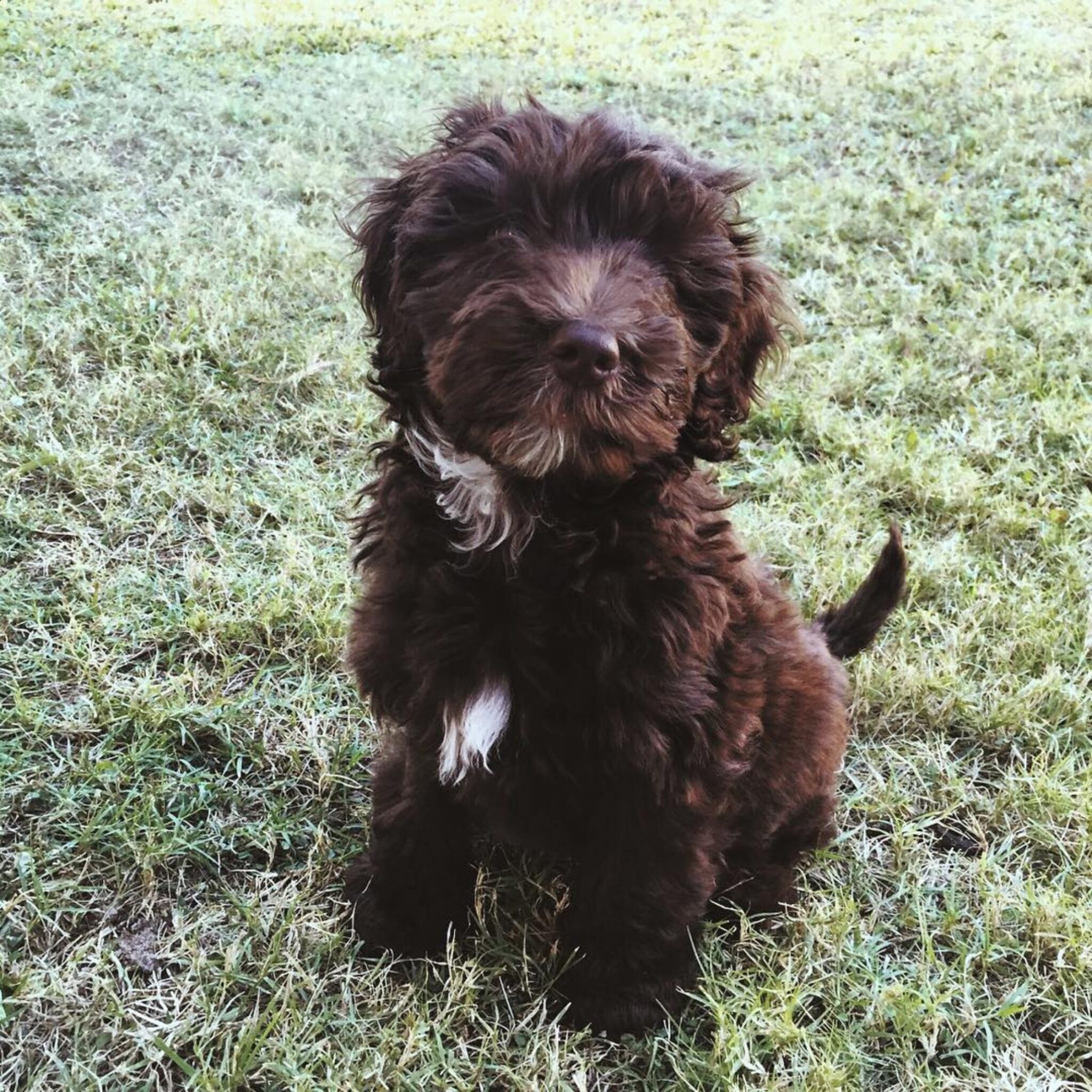 Bernedoodle Vs Labradoodle Breed Comparison (with Photos) - OodleLife®