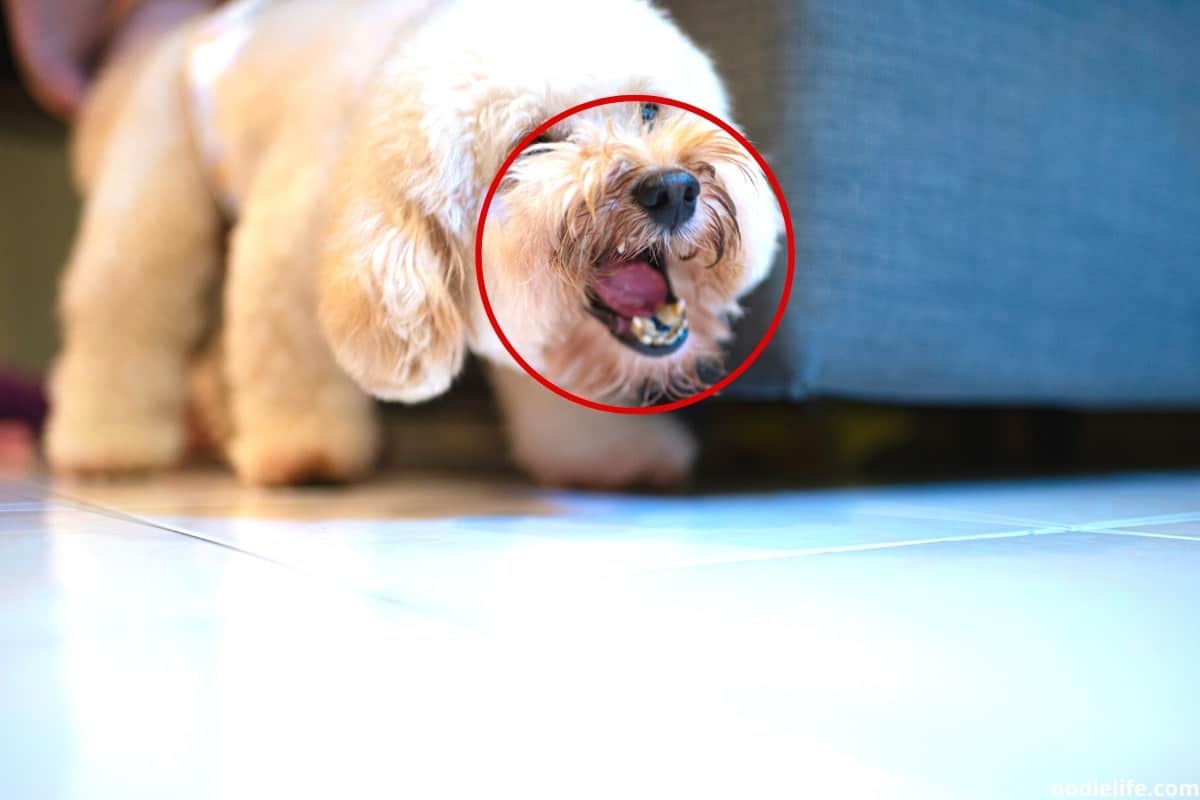 Can Poodles Howl [And Tips To Prevent] - OodleLife®