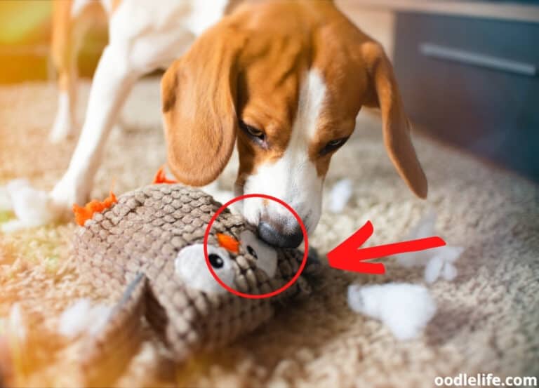 10 Best Motion Activated Dog Toys (2022 Update) - Oodle Life