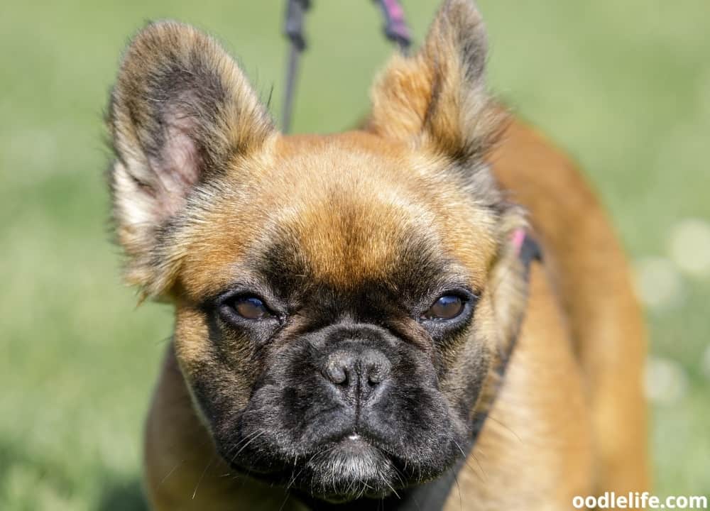 What Is A Fluffy Frenchie? (With Photos!) - Oodle Life