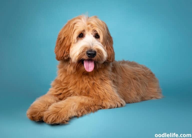 Best Labradoodle Haircuts (2023 Photos) - Oodle Life