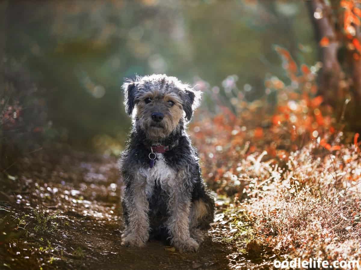 11 Hypoallergenic Poodle Mixes (NO Smell NO Shed) + Photos - Oodle Life