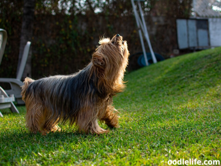 Which Dog Barks The Most? (7 Barkiest Breeds With Photos) - Oodle Life