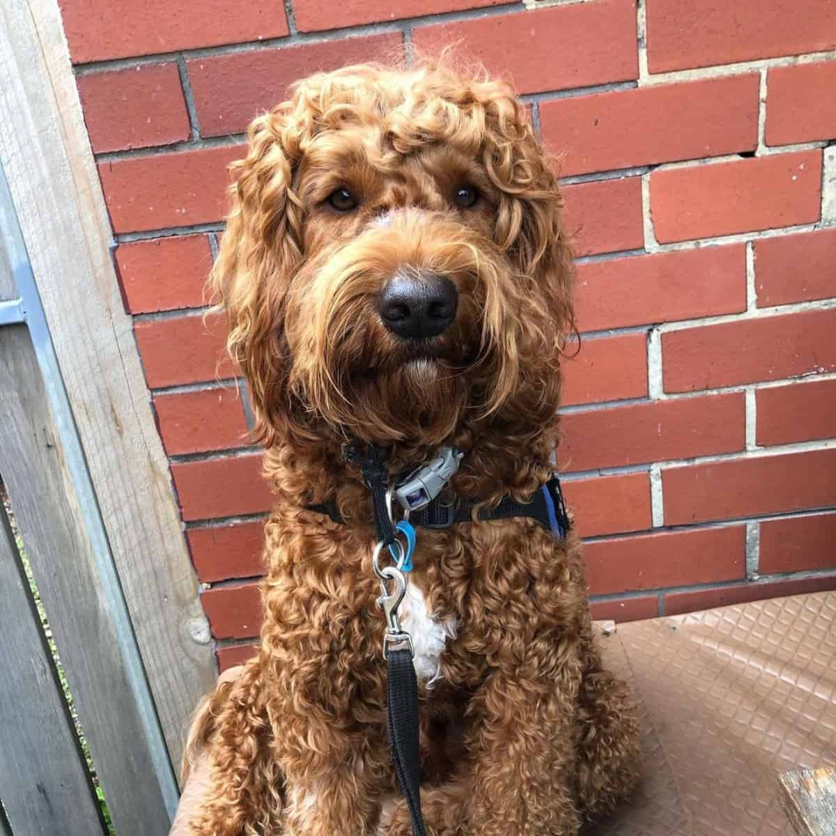Ultimate Apricot Labradoodle Guide [with Photos] - Oodle Life