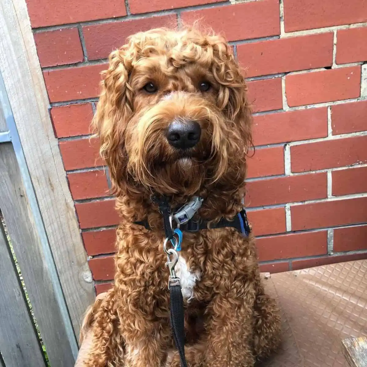 Ultimate Apricot Labradoodle Guide [with Photos] - OodleLife®