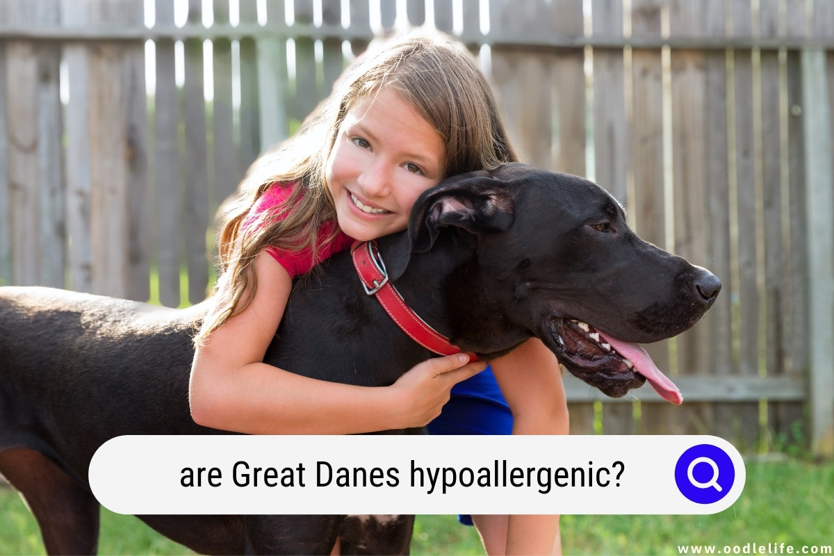 Are Great Danes Hypoallergenic? - OodleLife®