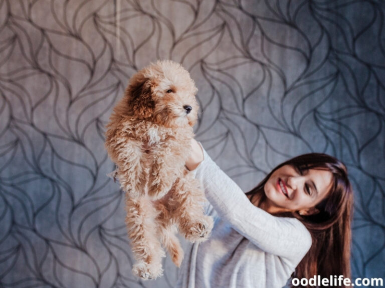 When Is A Toy Poodle Full Grown? (with Photos) - Oodle Life