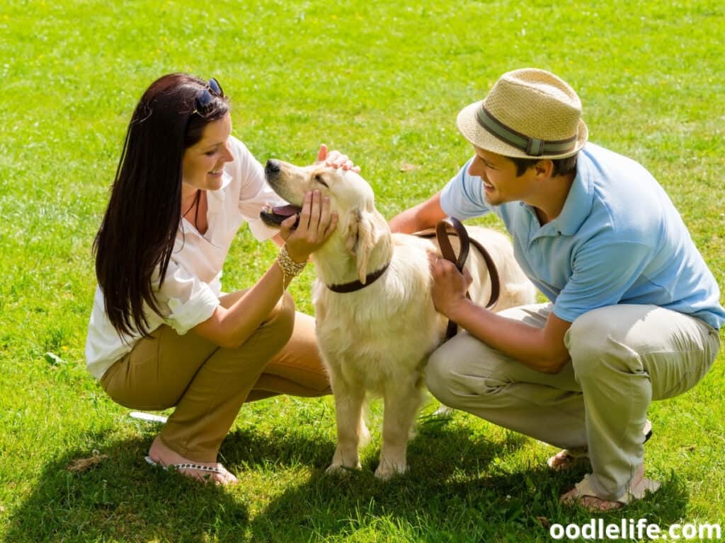 6 Labrador Colors: A Complete Overview (With Pictures And Rare Colors ...