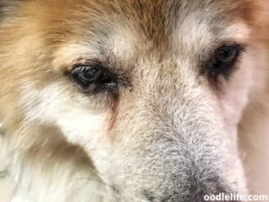 Dog Fur Turning Rust Color (5 Causes) - Oodle Life