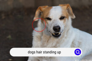 Dogs Hair Standing Up Meaning (Hackles And Back Hair Explained) - Oodle ...
