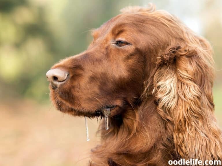 My Dog Is Wobbly And Off Balance (Why?) - Oodle Life