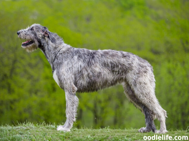 Big Differences Between Irish Wolfhound Vs Great Dane (Photos) - Oodle Life
