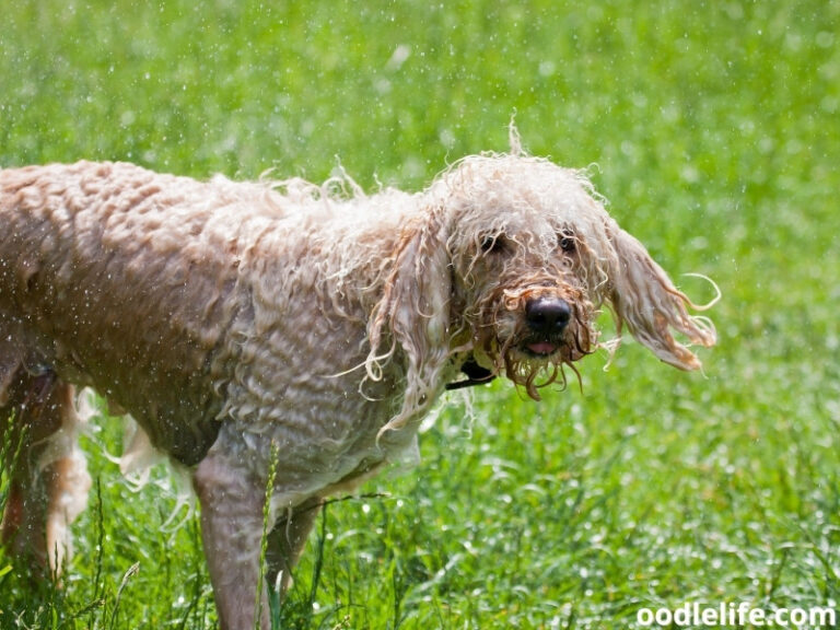 Shaved Labradoodle Grooming - Can You Shave A Labradoodle? (Photos ...