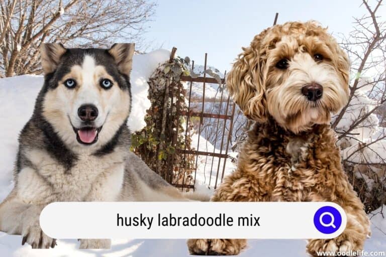Labradoodle Husky Mix Guide [Rare] - Oodle Life