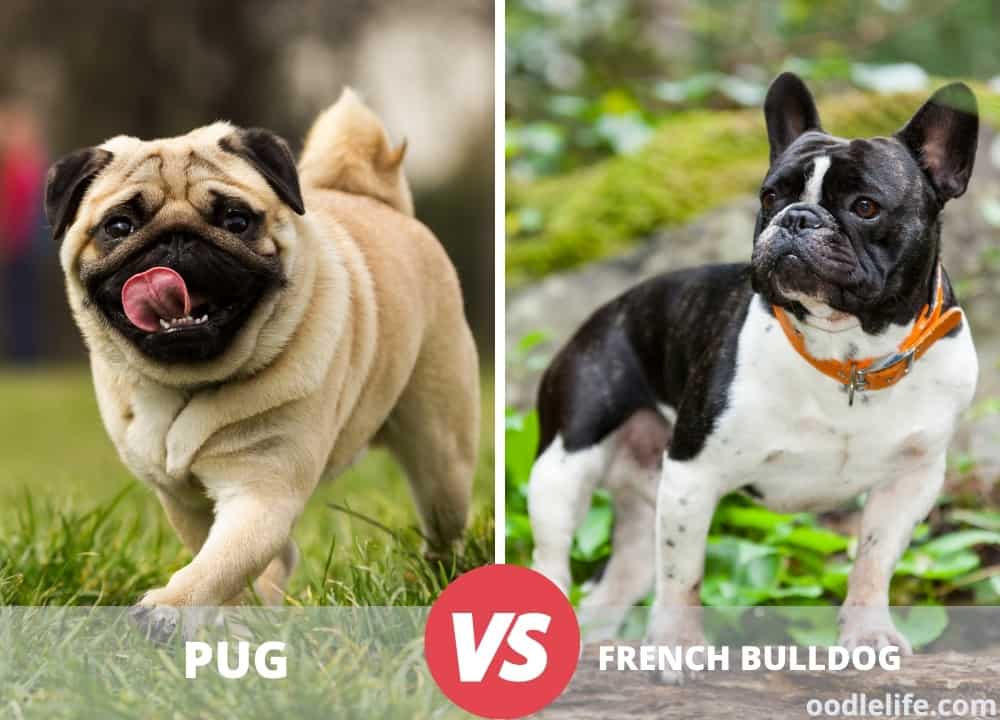 Pug Vs French Bulldog [Breed Comparison] Best For Your Family - Oodle Life