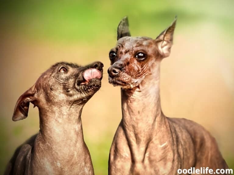 Is A Dog's First Heat Shorter? [Explained] - Oodle Life