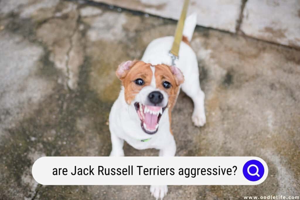 Are Jack Russells Dangerous