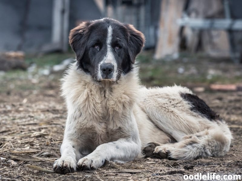 13 Tallest Dog Breeds (with Photos!) - Oodle Life