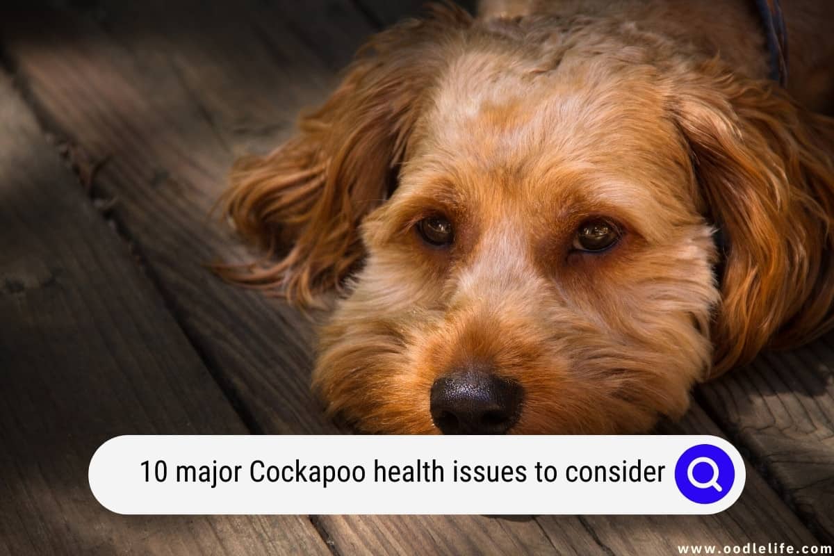 10 MAJOR Cockapoo Health Issues To Consider