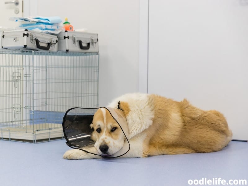 Can A Dog Wear A Collar In A Crate