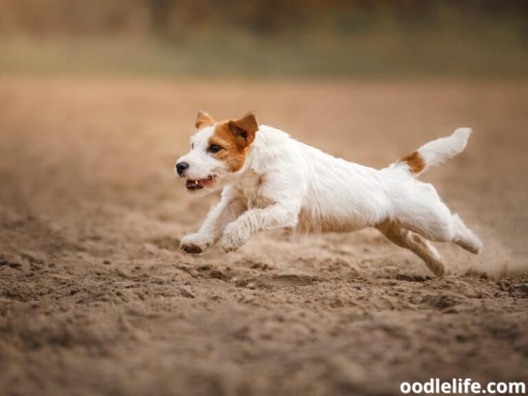 11 Breeds Of Small ANGRY Dogs (Photos) - Oodle Life