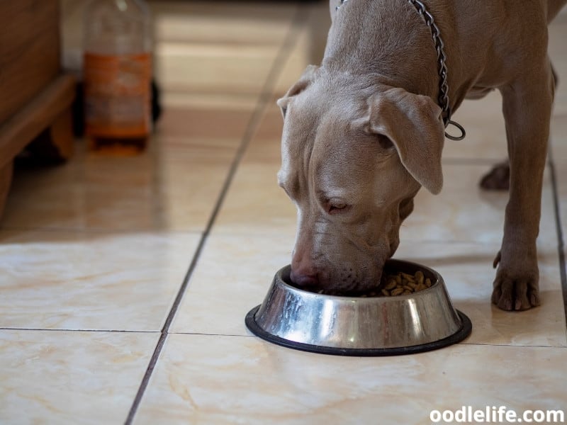 Why Does My Dog Eat ONLY At Night? (Reasons) - Oodle Life