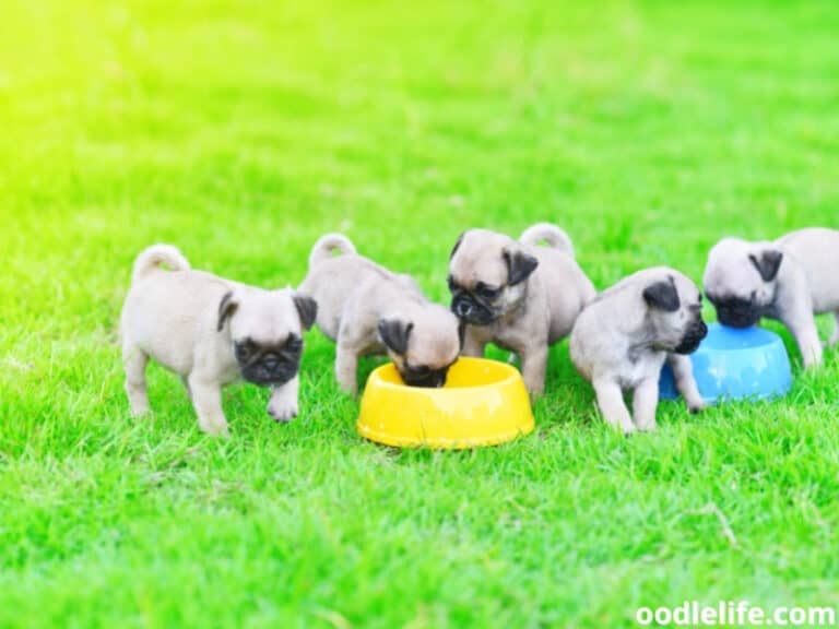 Puppy Bloated Belly: Causes, Symptoms, And Treatment Solutions - OodleLife®