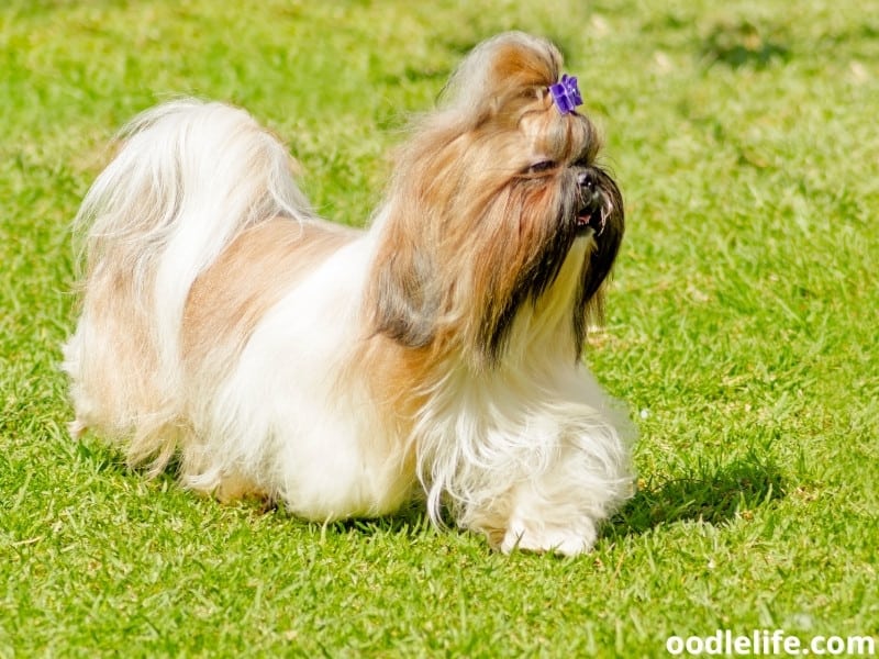 11 Most Common Shih Tzu Behavior Problems And Solutions - Oodle Life