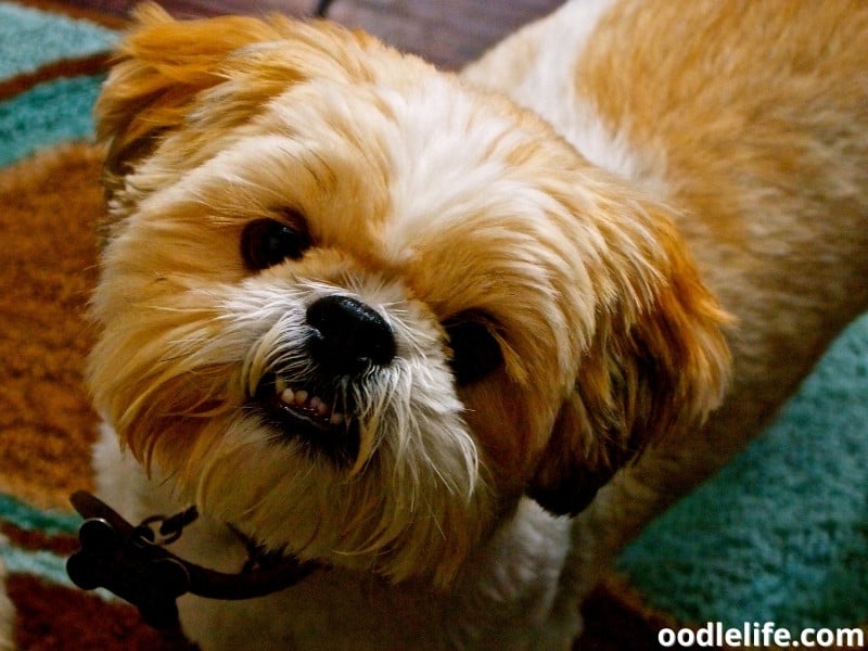 11 Most Common Shih Tzu Behavior Problems And Solutions - Oodle Life