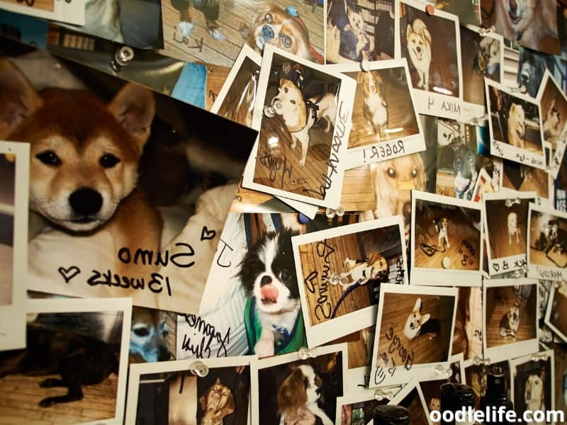 40 Meaningful Pet Memorial Ideas To Honor Your Pet - Oodle Life