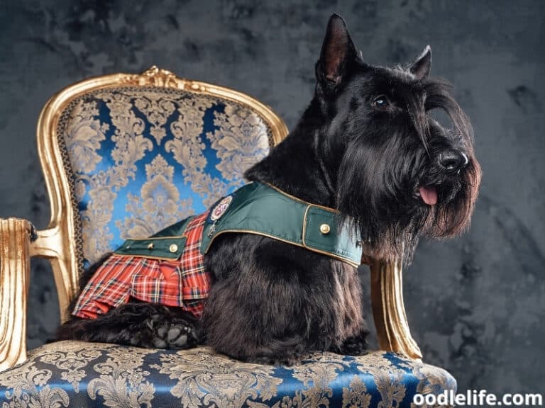 11 Breeds Of Dogs With MUSTACHES (with Photos!) - Oodle Life