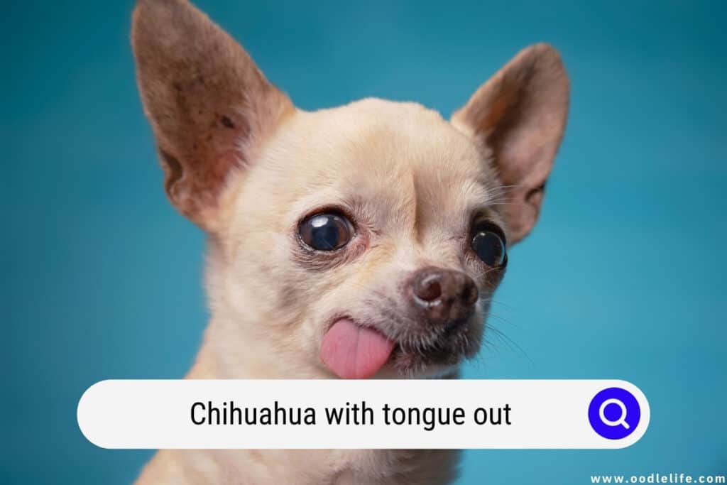 Chihuahua With Tongue Out (Causes And Fixes) - Oodle Life Chihuahua With Tongue Out (Causes And Fixes) - Oodle Life