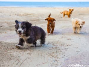 11 LEAST Expensive Dog Breeds With Photos (Budget Friendly Dogs ...