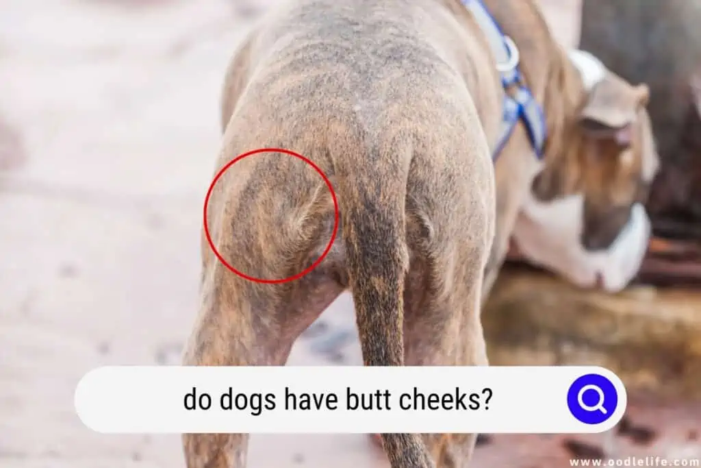 Do Dogs Have Thighs