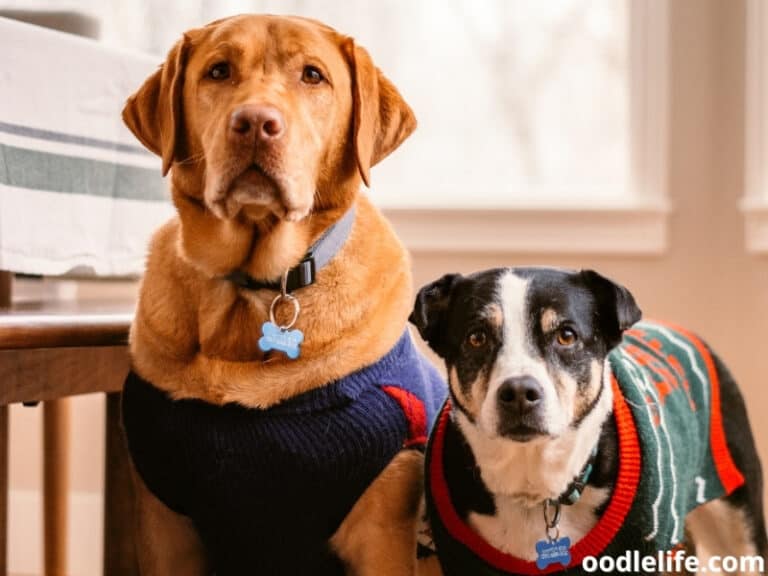 Can Two Male Dogs Get Along? (Neuter Impact?) - Oodle Life