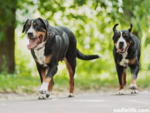 6 Breeds Of Dogs Similar To Bernese Mountain Dog (Photos) - Oodle Life