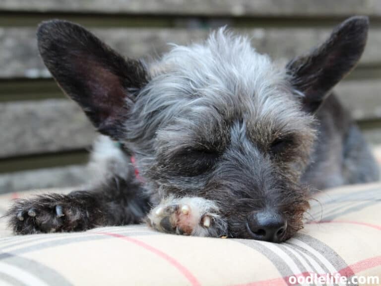 Poodle Terrier Mix Breed Guide (with Photos) - Oodle Life