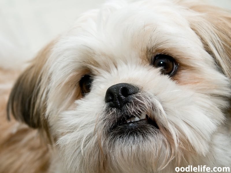 Shih Tzu Pomeranian Mix - The Shiranian [Shi Pom] - Oodle Life
